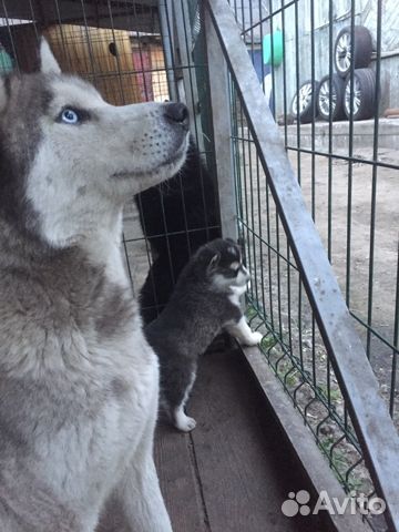 Щенки Сибирской Хаски