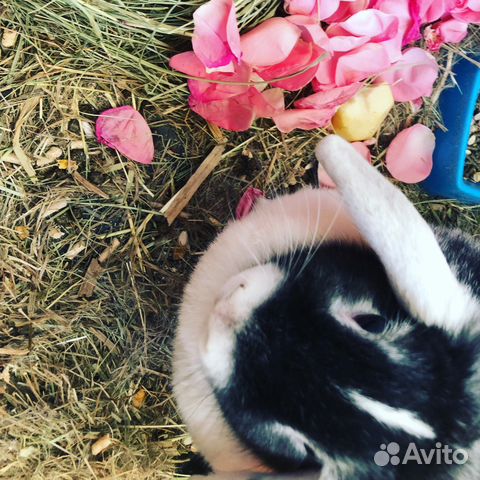 Кролик Милаша ищет новый дом и добрые руки