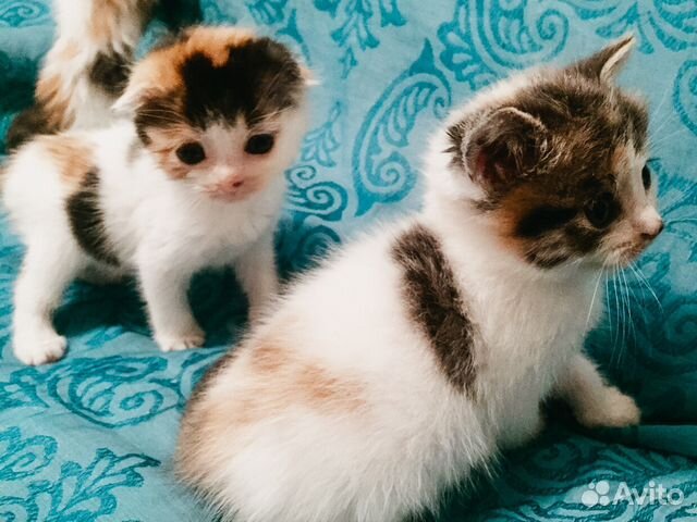 Котята