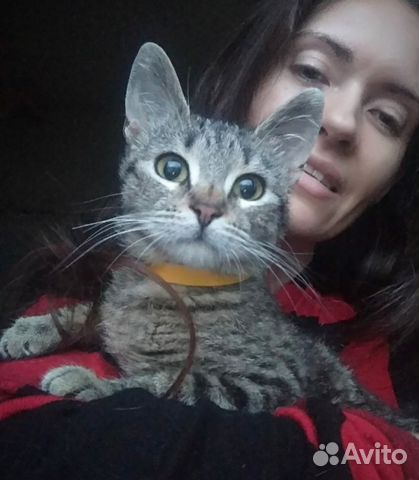 Котенок Мурка, очень ласковая девочка, 3.5 мес+