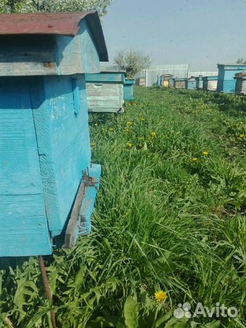 Пчелосемьи, пчелы