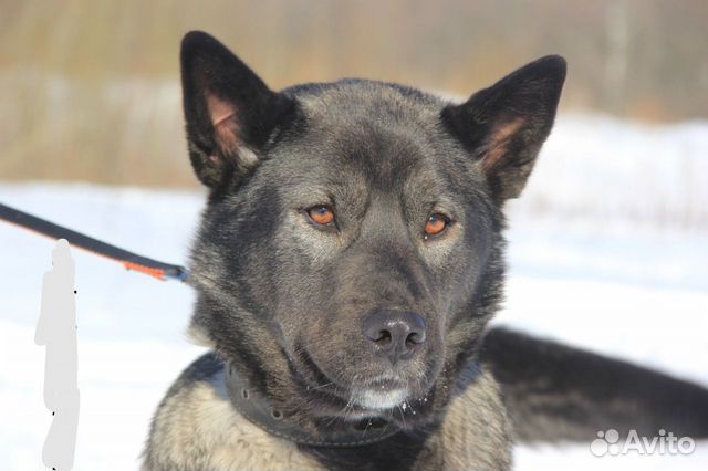 Айна, метис акиты ину ищет хозяев