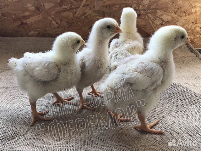 Цыплята Бройлера Кобб 700 с доставкой