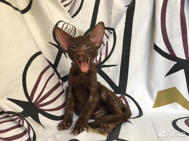 Котята ориенталы