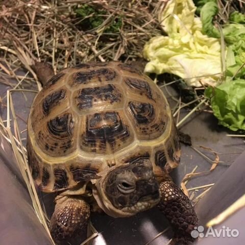 Сухопутная черепаха. Колпино
