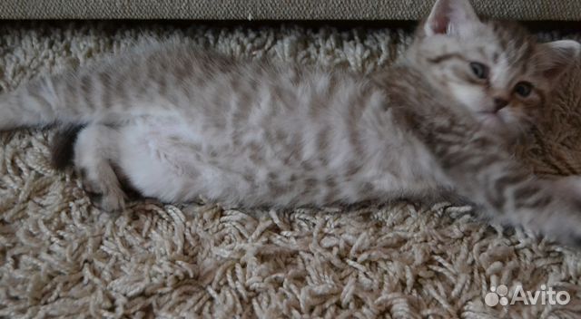 Бриташки Очаровашки