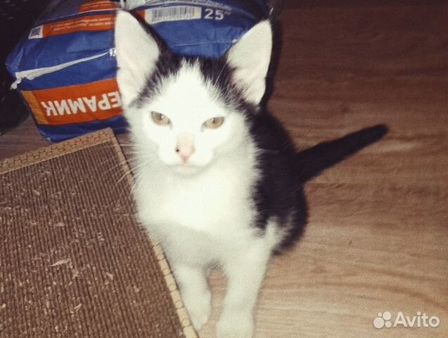 Ласковые ребята Петя и Роджер ищут любящих хозяев