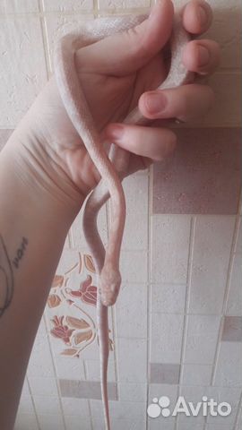 Маисовые полоза.Разные морфы.Не агрессивные