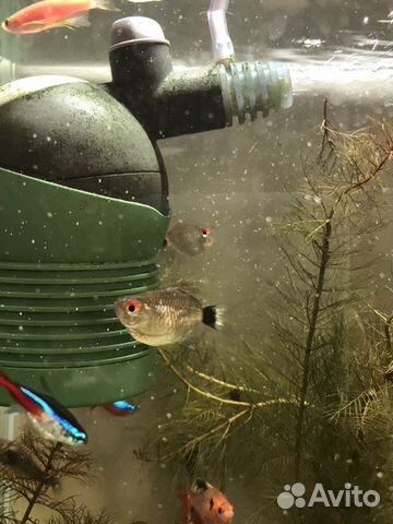 Рыбки аквариумные, бесплатно