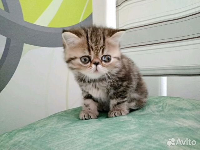 Экзоточка короткошёрстная