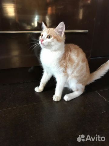 Молодой Рыжик