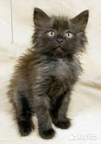 Отдам котенка