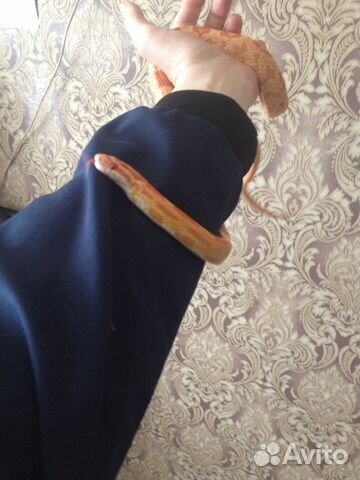 Змея маисовый полоз