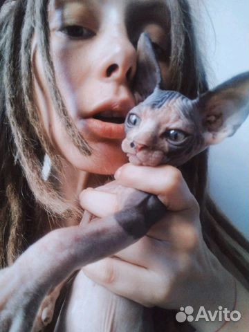 Канадские сфинксята