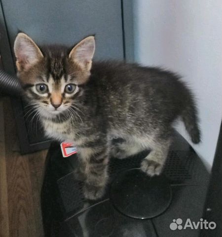 Ищем мамочку