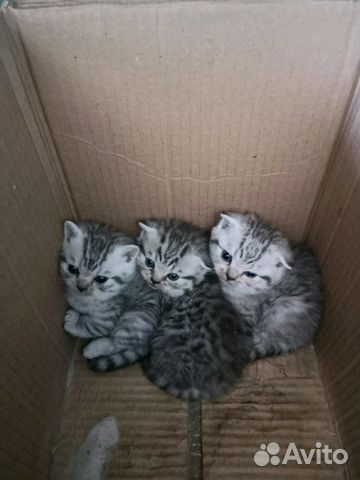 Котята цвет Вискас