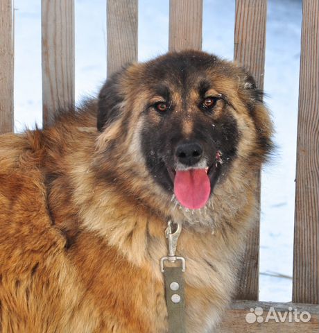 Собачка Мишель