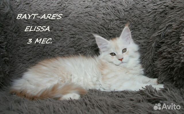 Котята мейн кун из питомника