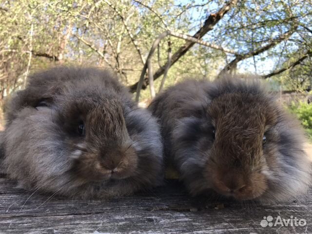 Кролики Немецкая Ангора