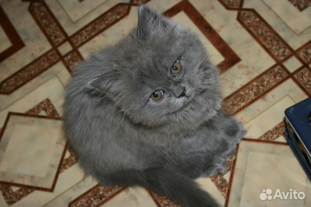 Шотландская хайленд (голубая)
