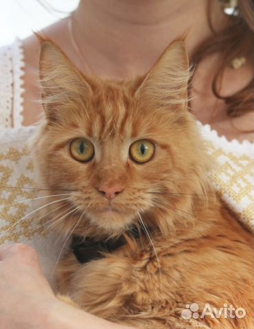 Чистопородная кошка Мейн-кун