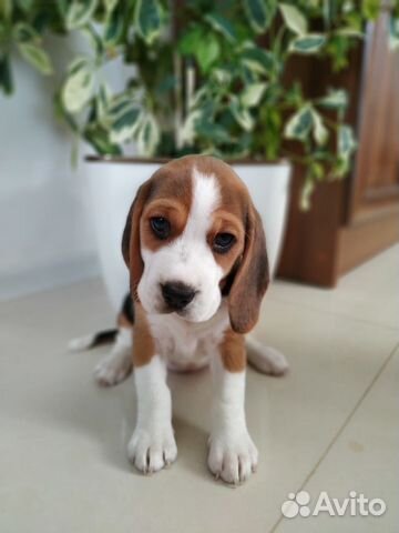 Продажа щенков биглей