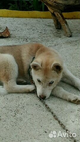 Собака в хорошие руки