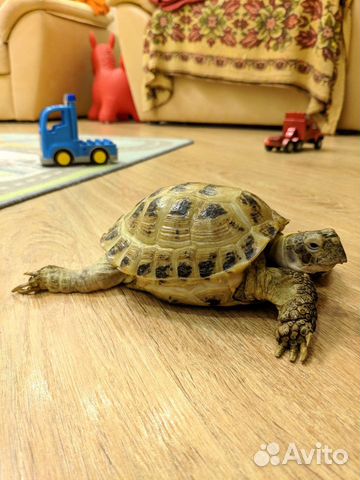 Черепашка Глаша