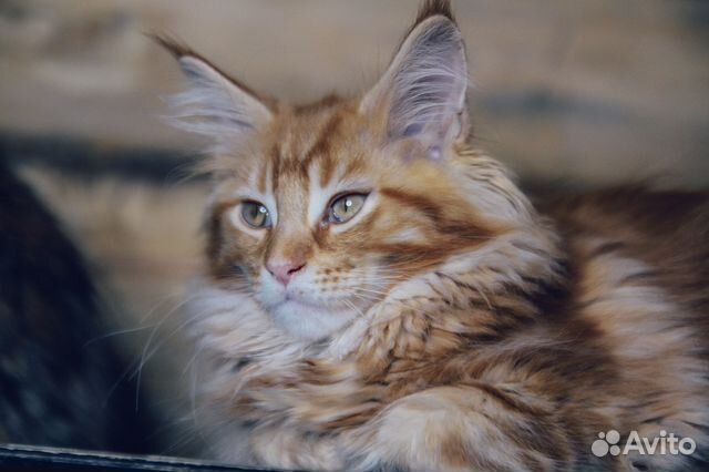 Ласковый котенок мейн-кун