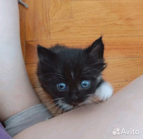 Котенок