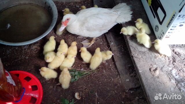 Белые мускусные утята