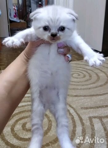 Комочки счастья