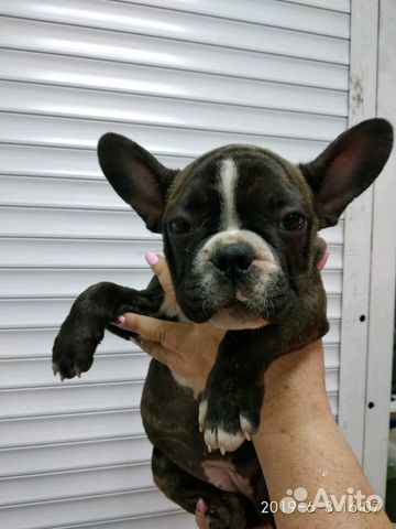 Французский бульдог