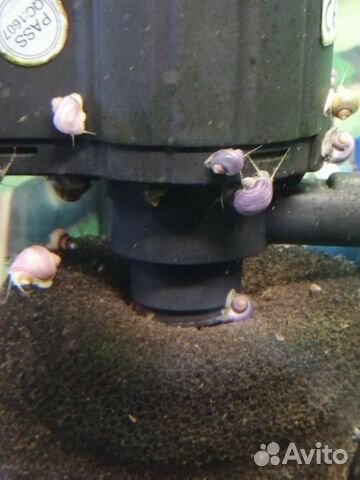 Розовые, фиолетовые ампулярии