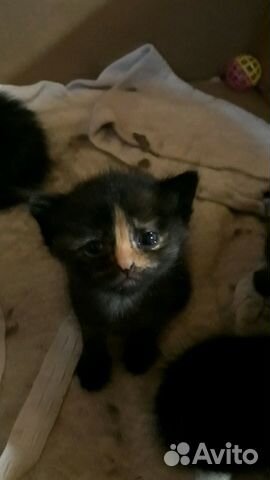 Котята сибирские (Мама сибирячка )