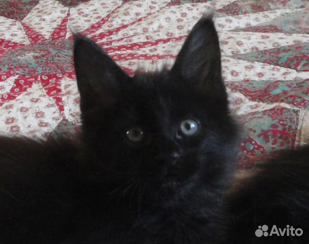 Мейн куны чёрный солид 2 мальчика