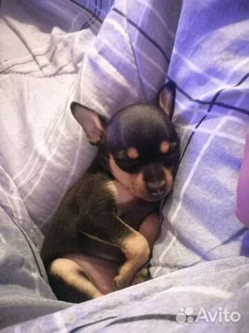 Продам щенка той терьер