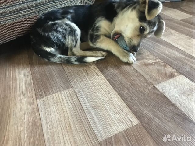 Малышка ищет новых хозяев