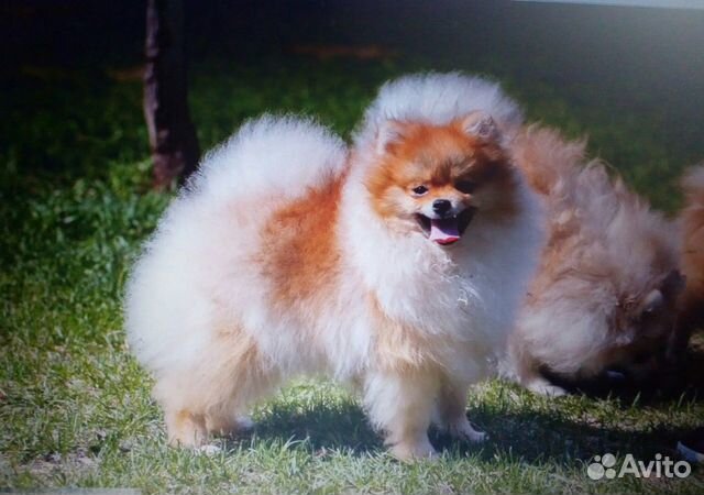 Щенки немецкого мини шпица