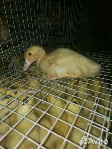 Птица оптом