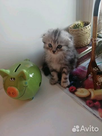 Шотландская кошечка