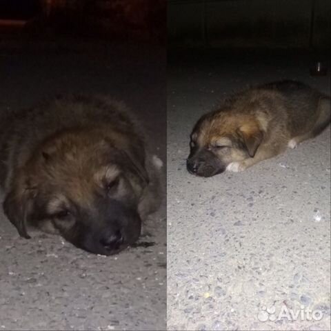 Заберите щеночка