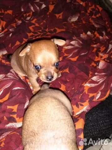 Продам щенят