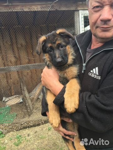 Щенок немецкой овчарки, сука