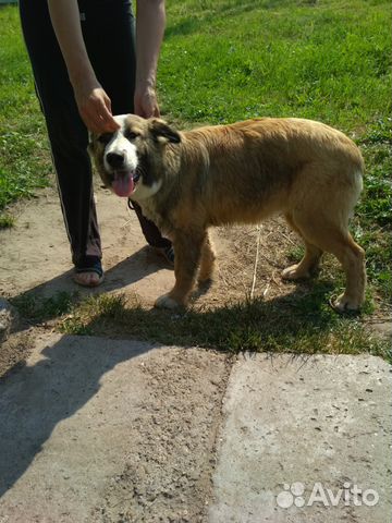 Очаровательный щенок ответственным людям