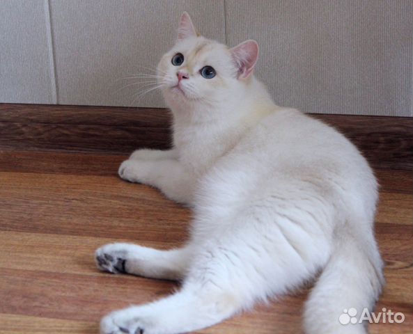 Харизматичный мальчик колор пойнт шиншилла, ny1133