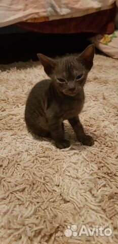 Котята Сфинкс (лысые)