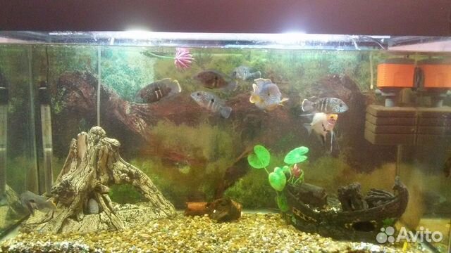 Рыбка Цихлида. Акара