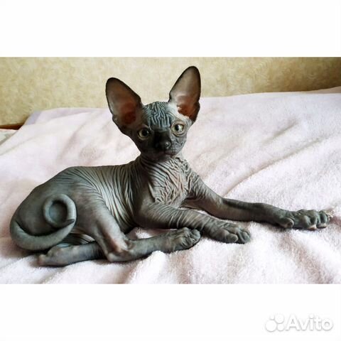 Продам сфинкса