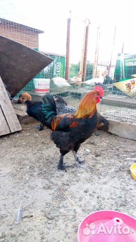 Маран петух